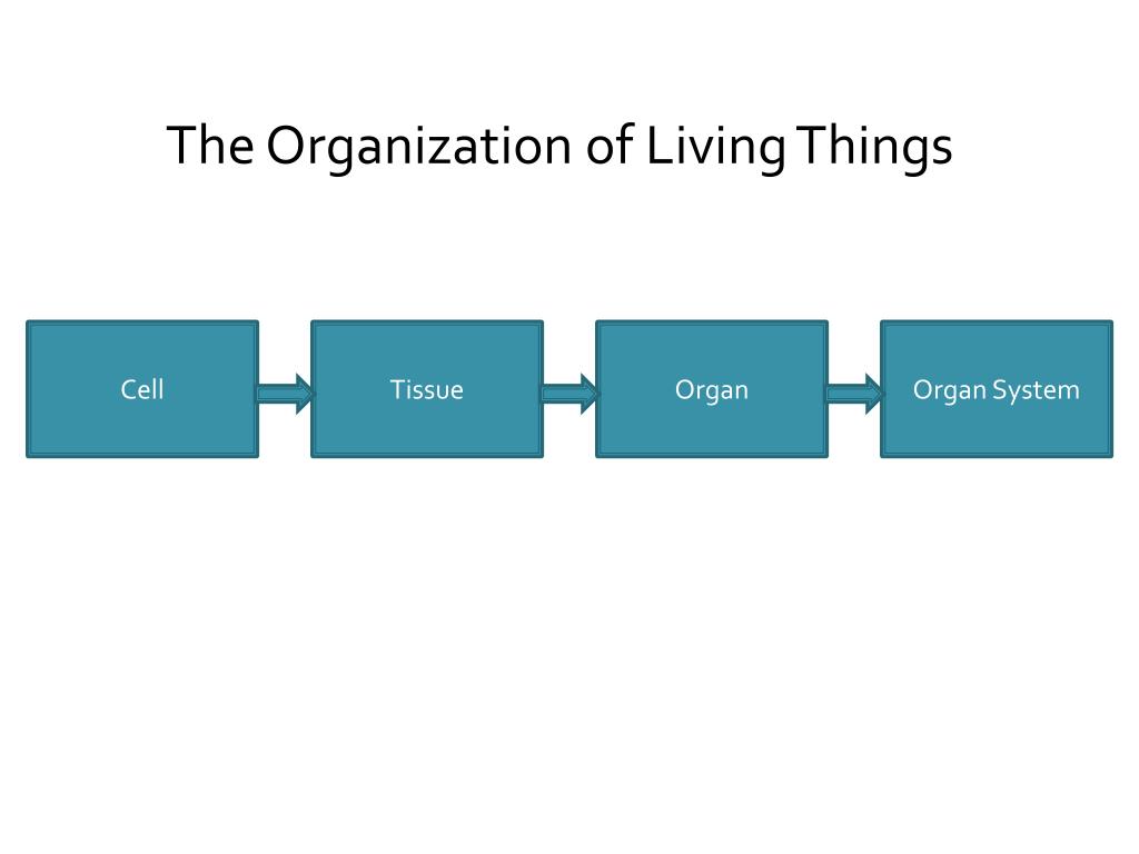 PPT - Organization of Living Things and Cellular Respiration PowerPoint ...