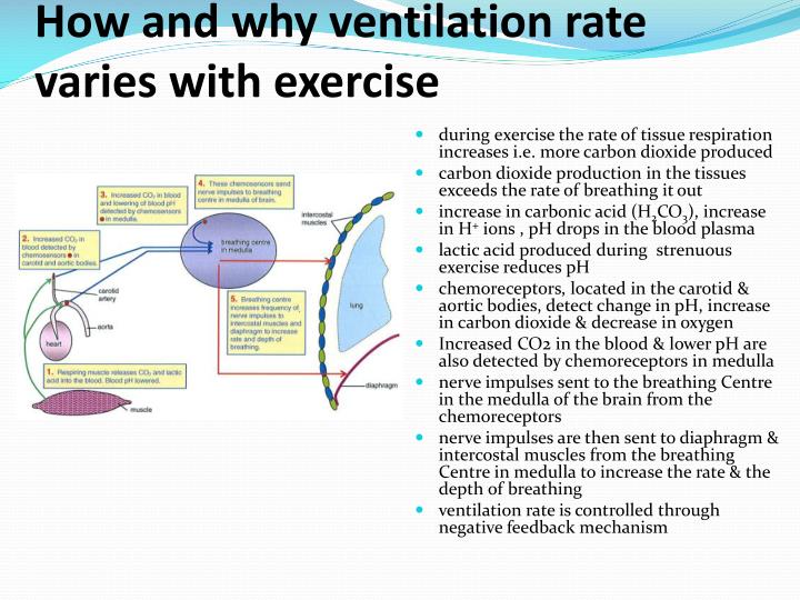 PPT - H6 Gas exchange PowerPoint Presentation - ID:1872169