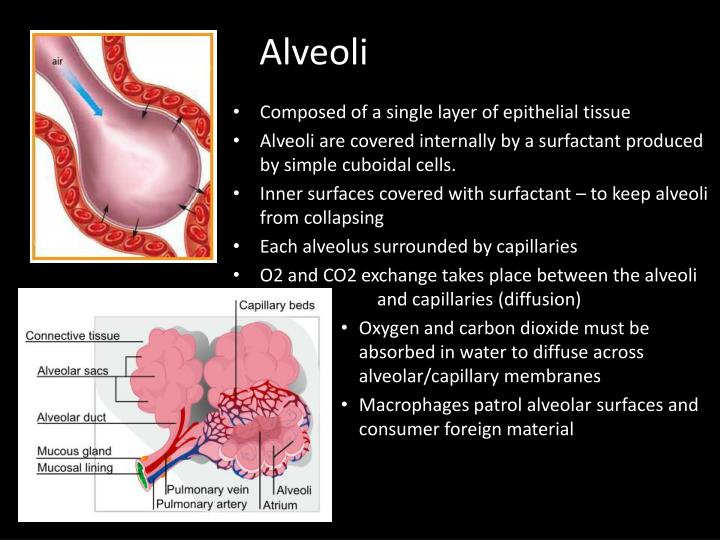 PPT - Respiratory system facts : 1,500 mi of airways PowerPoint ...