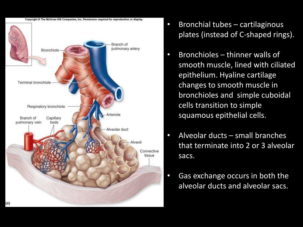 PPT - Respiratory system facts : 1,500 mi of airways PowerPoint ...