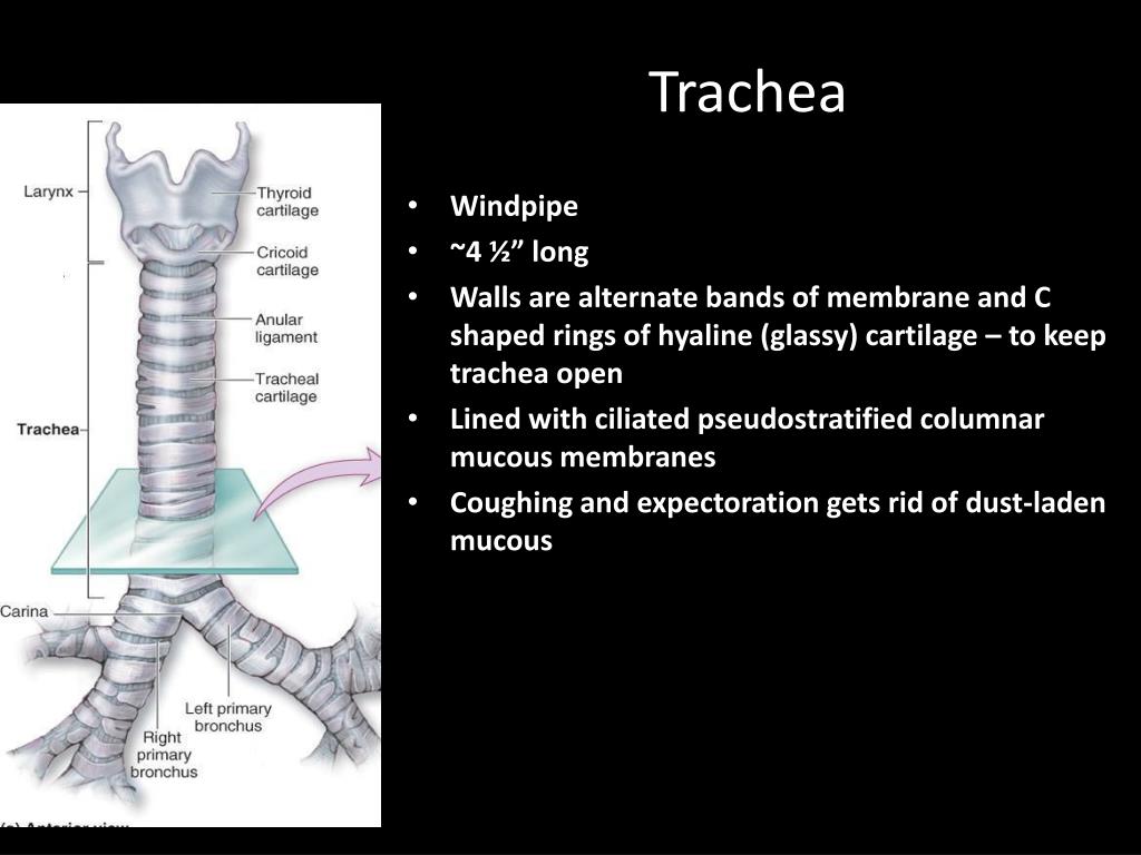 PPT - Respiratory system facts : 1,500 mi of airways PowerPoint ...