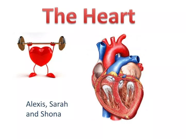 PPT - The Heart PowerPoint Presentation, free download - ID:1872265