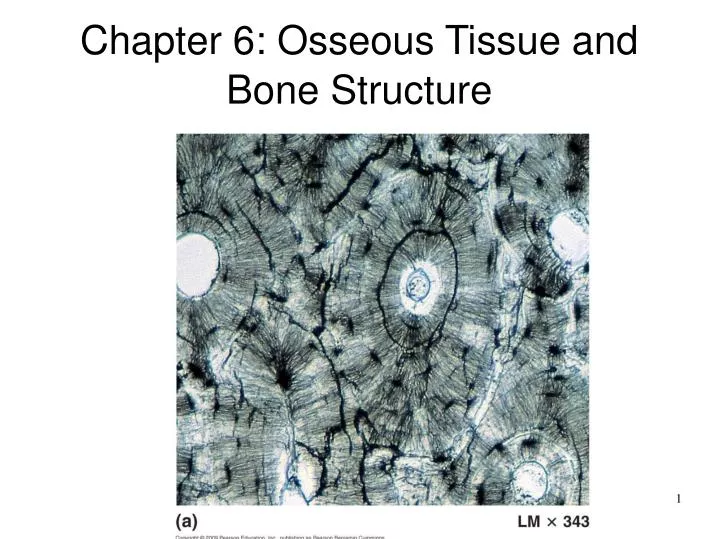 PPT - Chapter 6: Osseous Tissue and Bone Structure PowerPoint ...