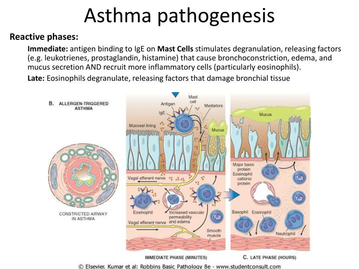 PPT - Respiratory Diseases PowerPoint Presentation - ID:1872347