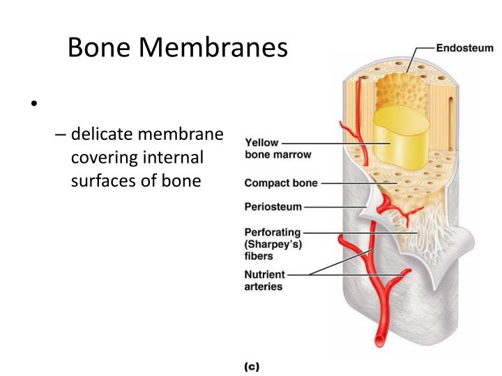 PPT - Function of Bones PowerPoint Presentation - ID:1872371