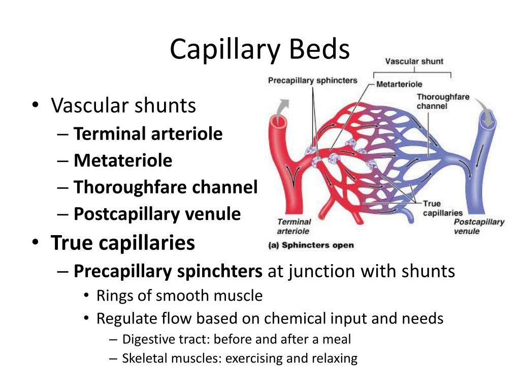 PPT - Cardiovascular System: Blood Vessels PowerPoint Presentation ...