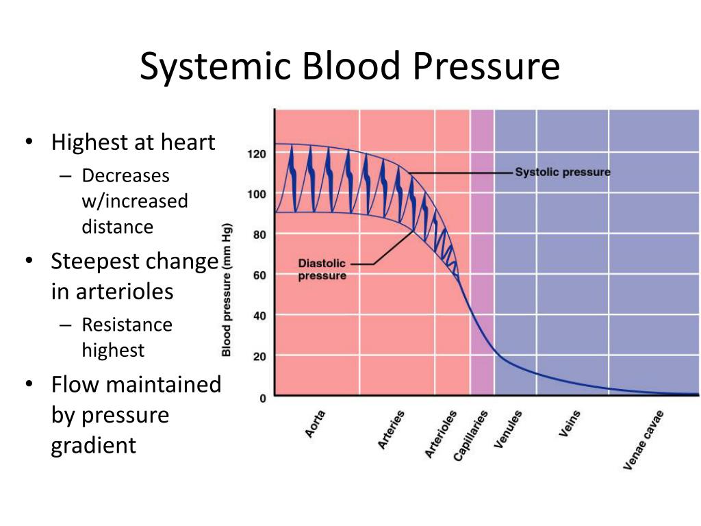 PPT - Cardiovascular System: Blood Vessels PowerPoint Presentation ...