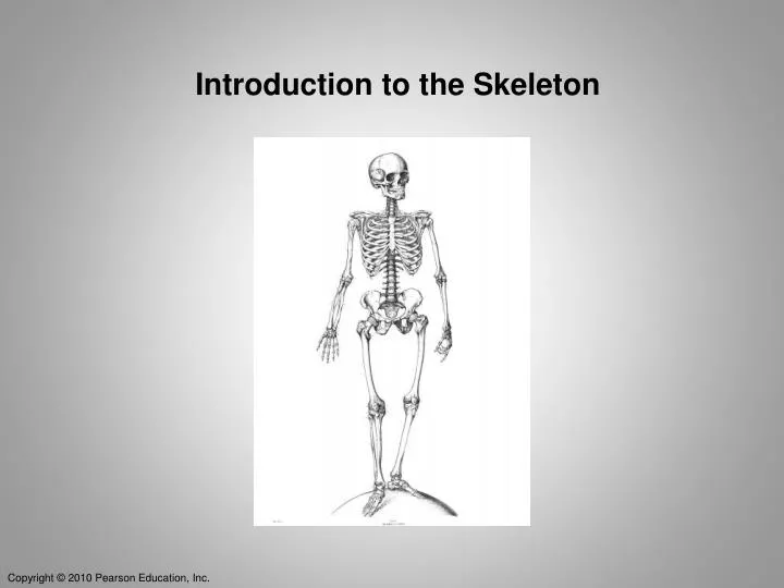 PPT - Introduction to the Skeleton PowerPoint Presentation, free ...