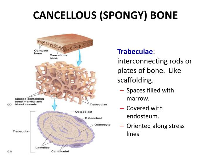 PPT - BONE PowerPoint Presentation - ID:1872550