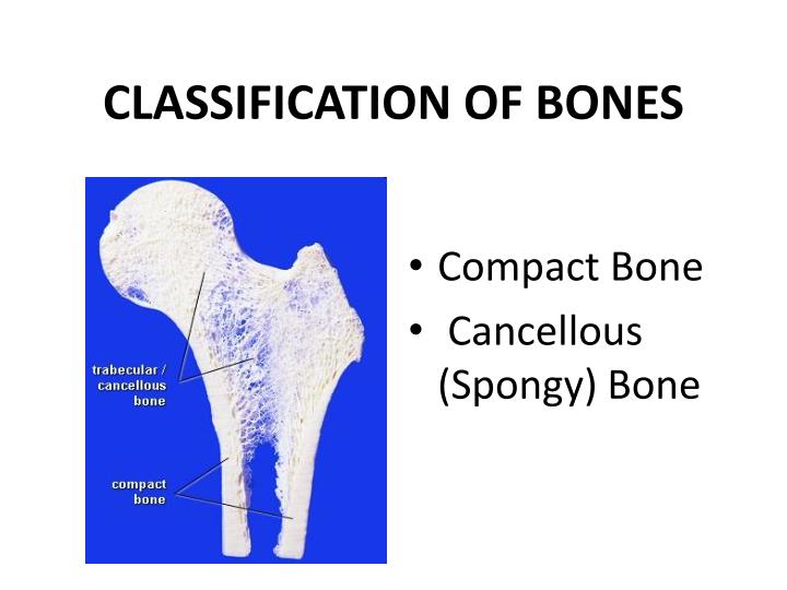 PPT - BONE PowerPoint Presentation - ID:1872550