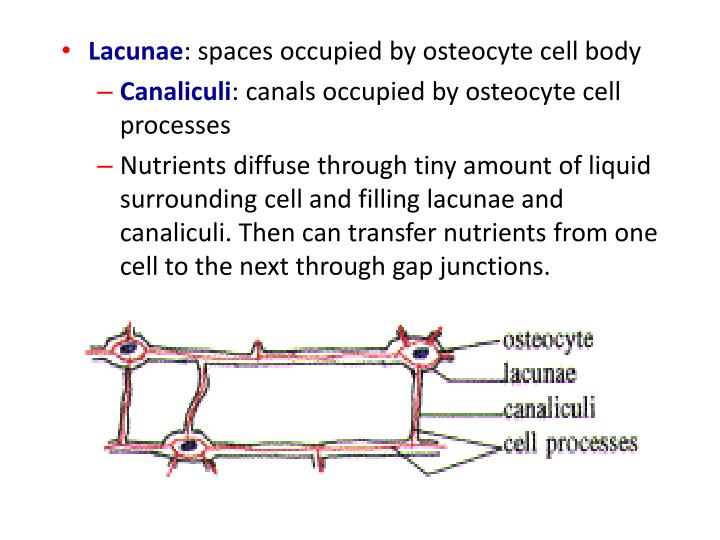 PPT - BONE PowerPoint Presentation - ID:1872550