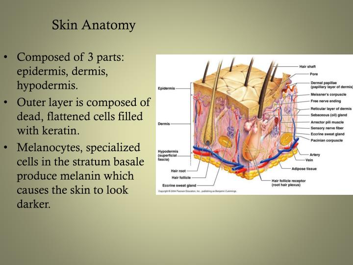 PPT - Bones, Muscles and Skin PowerPoint Presentation - ID:1872564