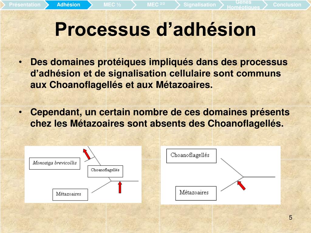 PPT - Le génome du Choanoflagellé , Monosiga brevicollis et l’origine ...