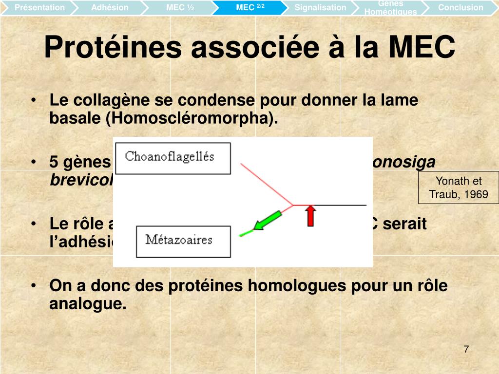PPT - Le génome du Choanoflagellé , Monosiga brevicollis et l’origine ...
