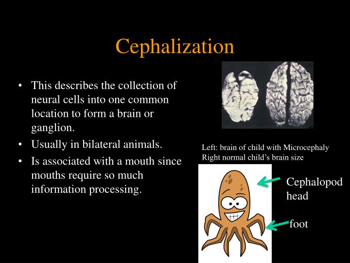PPT - The Kingdom Animalia : Unifying Characteristics and Major ...