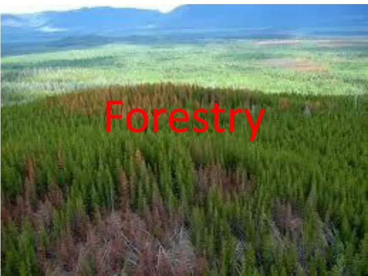PPT - Forestry PowerPoint Presentation, free download - ID:1873572