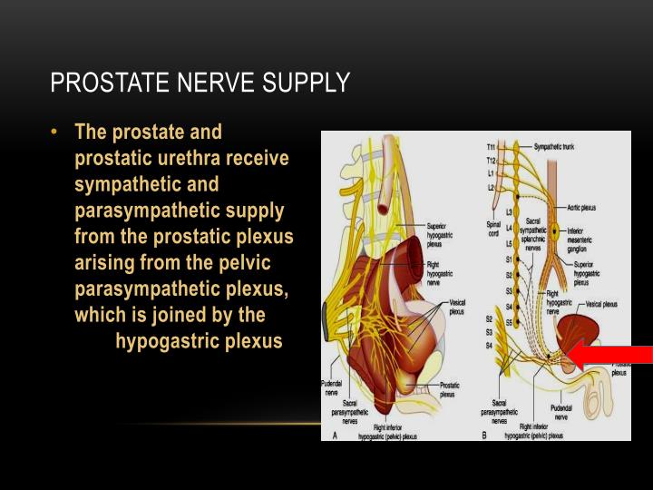 Ppt Anaesthetic Management Of Turp Powerpoint Presentation Id1874585
