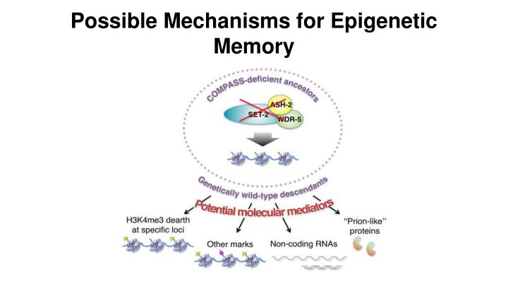Epigenetics Ppt