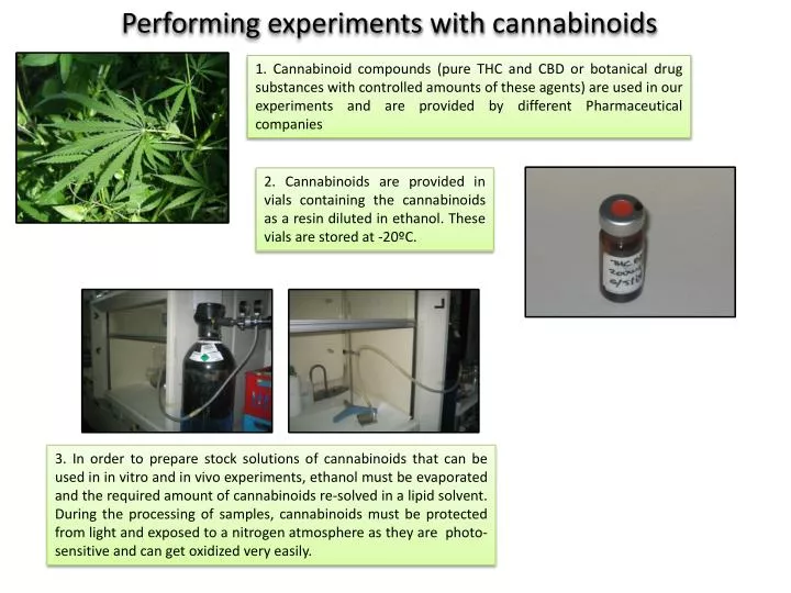 PPT - Performing experiments with cannabinoids PowerPoint Presentation ...