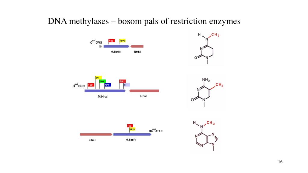 PPT - A personal history of restriction enzymes Richard J. Roberts New ...