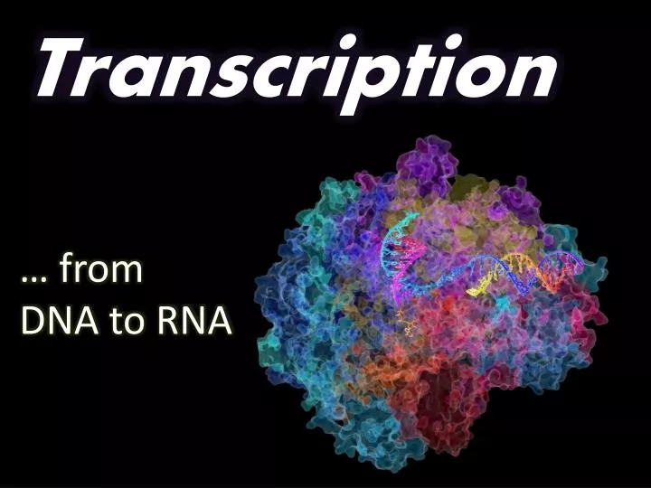 Ppt Transcription Powerpoint Presentation Free Download Id 1876538