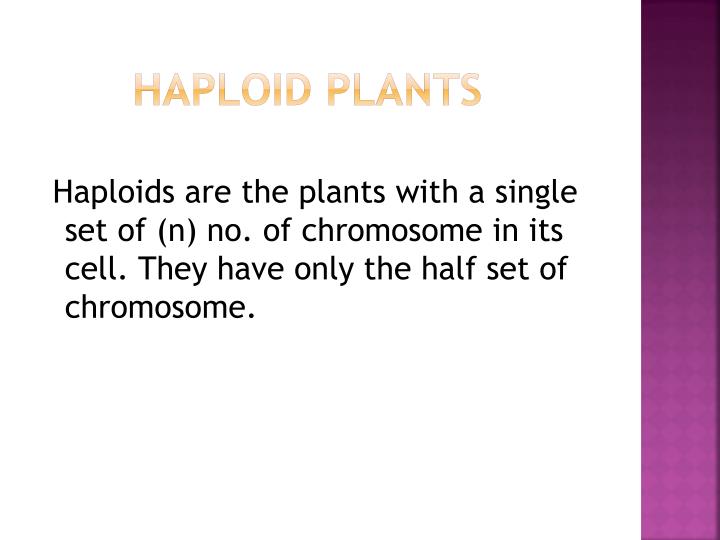 PPT - HAPLOID PLANTS PowerPoint Presentation - ID:1876618