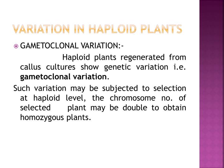 PPT - HAPLOID PLANTS PowerPoint Presentation - ID:1876618