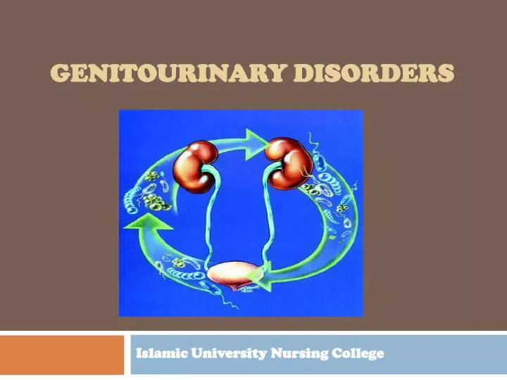 PPT - Genitourinary disorders PowerPoint Presentation, free download ...