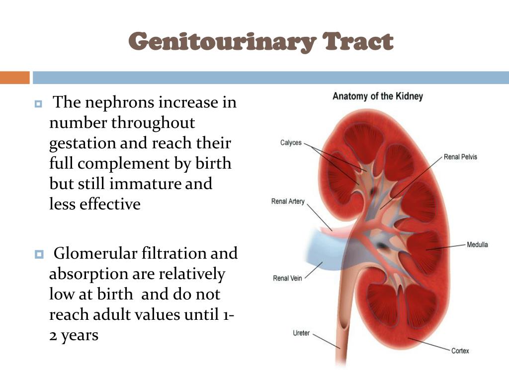 Ppt Genitourinary Disorders Powerpoint Presentation Free Download