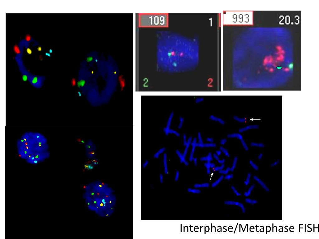 PPT - Molecular Basis of Genetic Diseases and Tools of Human Molecular ...
