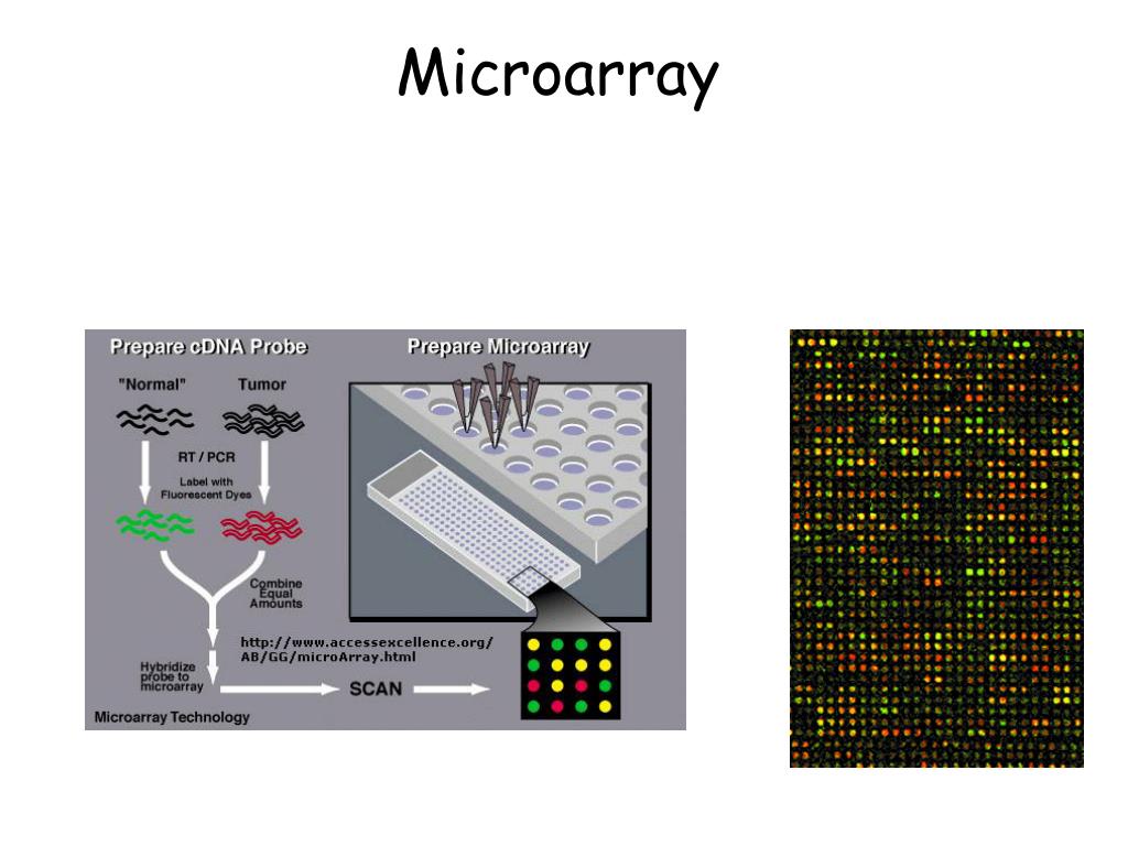 PPT - Molecular Basis of Genetic Diseases and Tools of Human Molecular ...