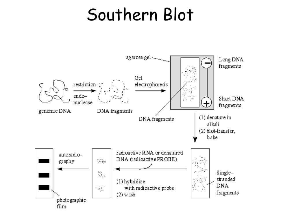 PPT - Molecular Basis of Genetic Diseases and Tools of Human Molecular ...