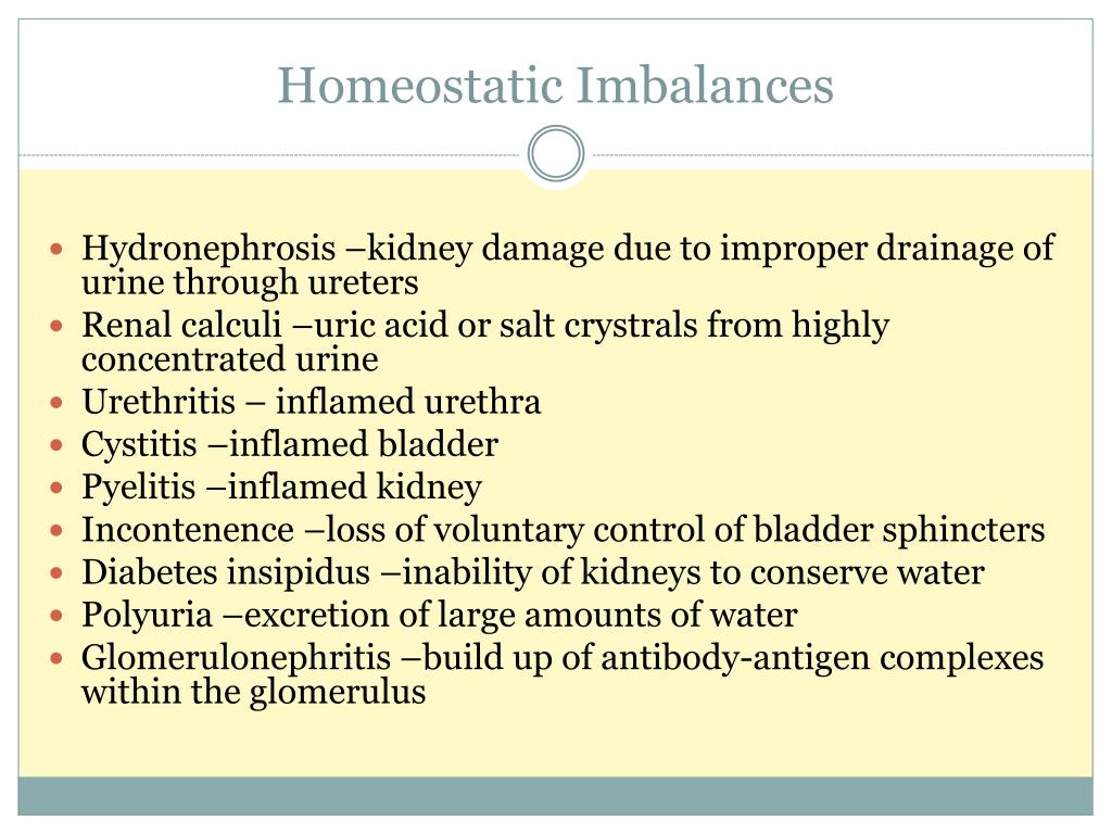 Ppt Urinary System Powerpoint Presentation Free Download Id 1877453