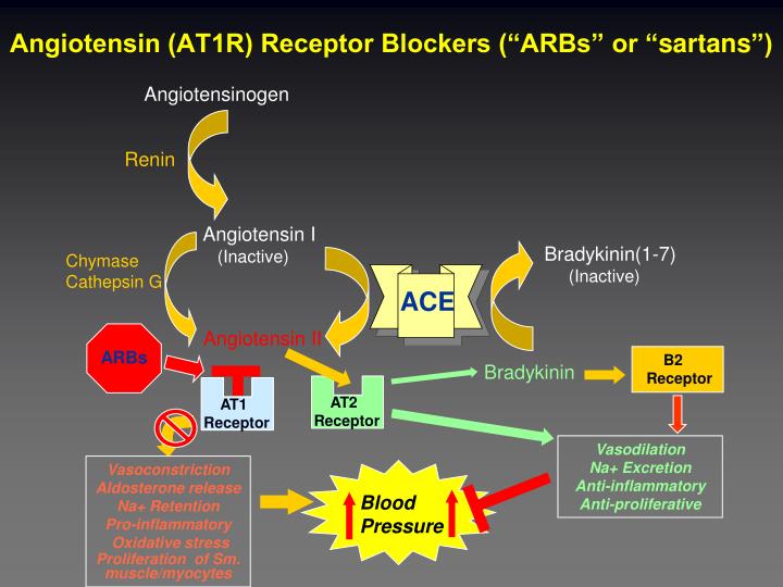 PPT - ACE Inhibitors PowerPoint Presentation - ID:1877497