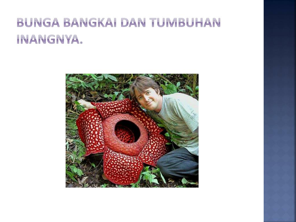 PPT - Rabu, 1 november 2011 SIMBIOSIS PowerPoint Presentation, free ...