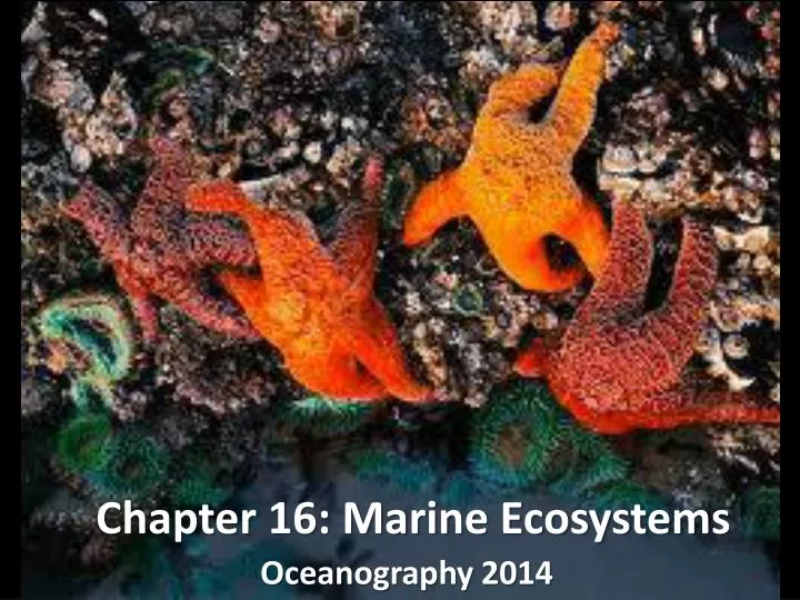 PPT - Chapter 16: Marine Ecosystems PowerPoint Presentation, free ...