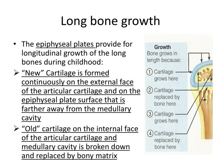 PPT - Bone Formation, Growth and Remodeling PowerPoint Presentation ...