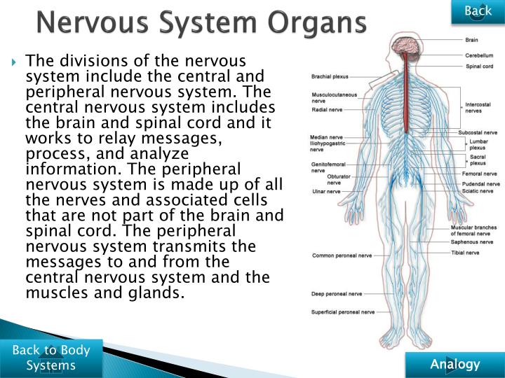 PPT - Introduction to the Human Body PowerPoint Presentation - ID:1878526