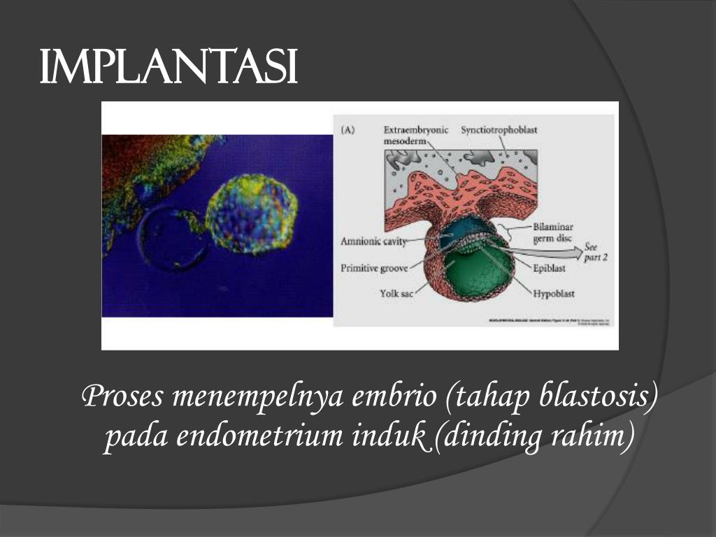 PPT - IMPLANTASI, selaput ekstra embrionik DAN PLASENTA si PowerPoint ...