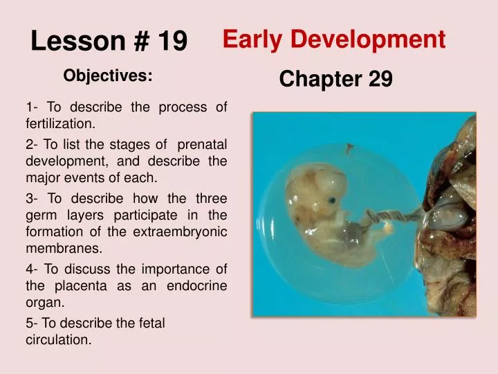 PPT - Lesson # 19 PowerPoint Presentation, free download - ID:1879046