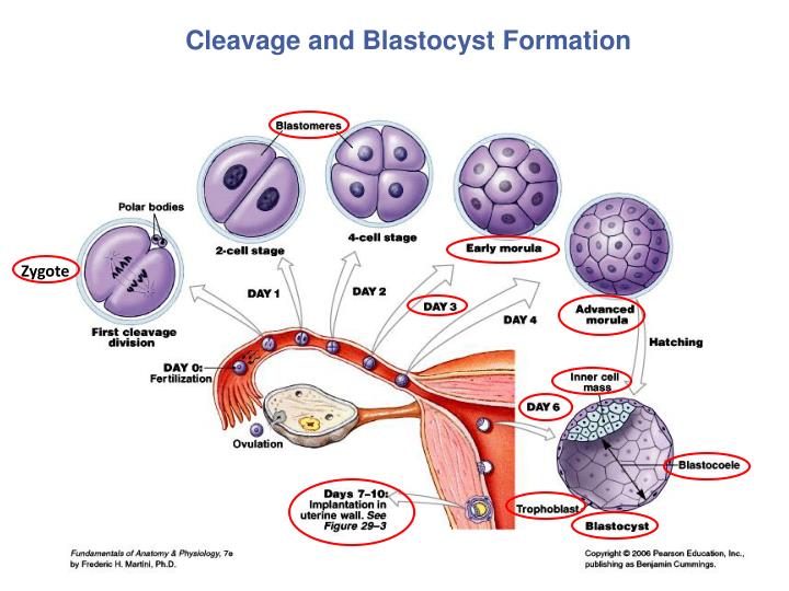 PPT - Lesson # 19 PowerPoint Presentation - ID:1879046
