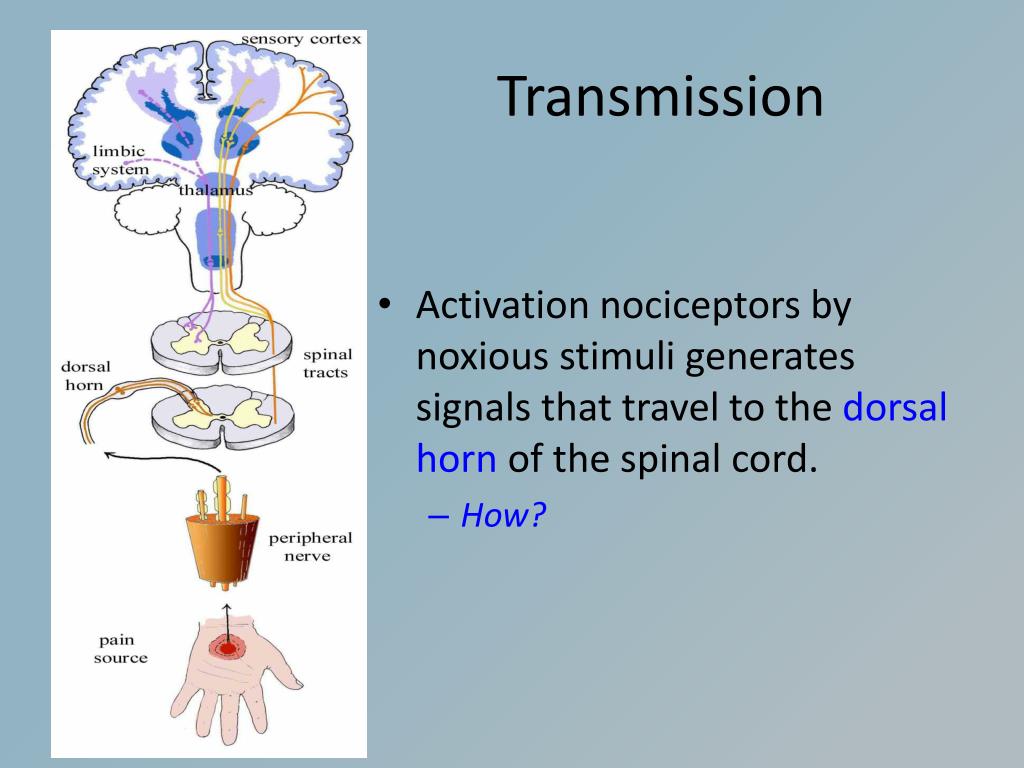 PPT - The Neurobiology of Pain PowerPoint Presentation, free download ...