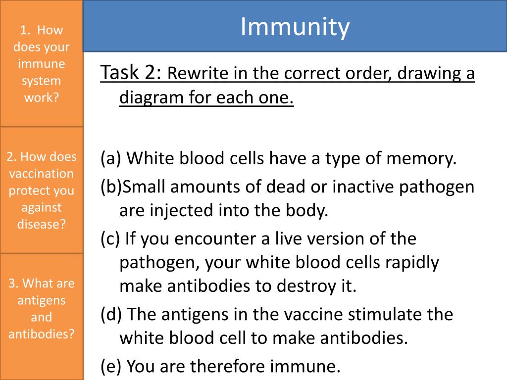 PPT - Starter What are the three ways the white blood cells protect ...