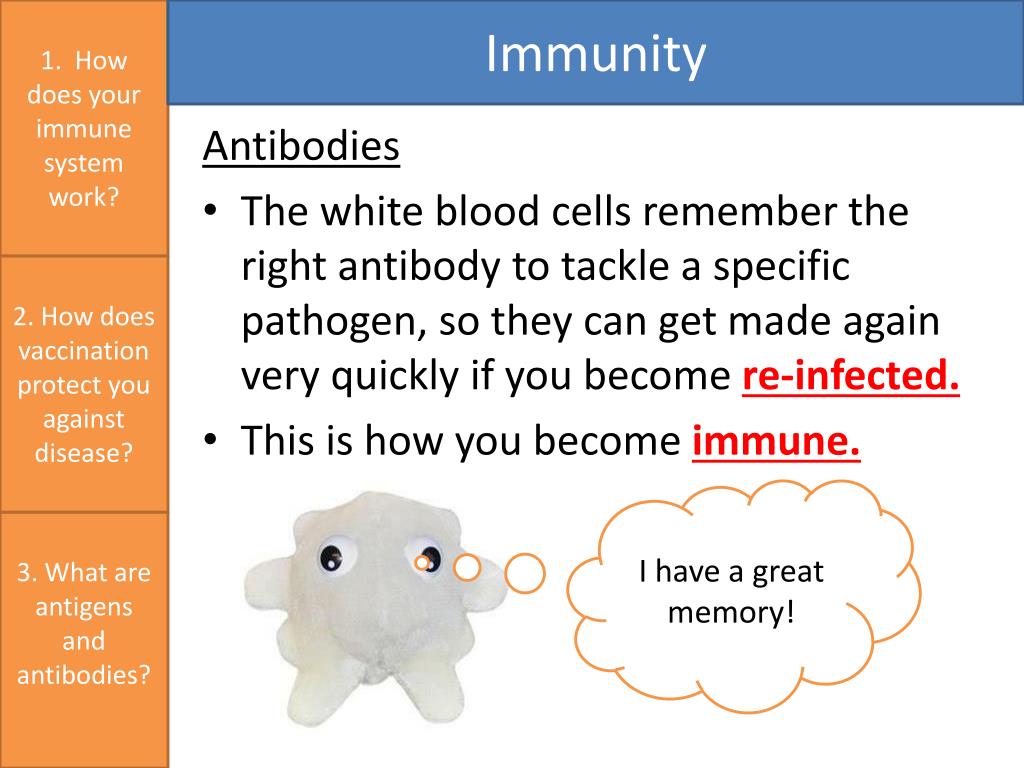 PPT - Starter What are the three ways the white blood cells protect ...