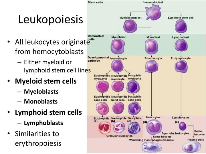 PPT - Blood PowerPoint Presentation - ID:1880905