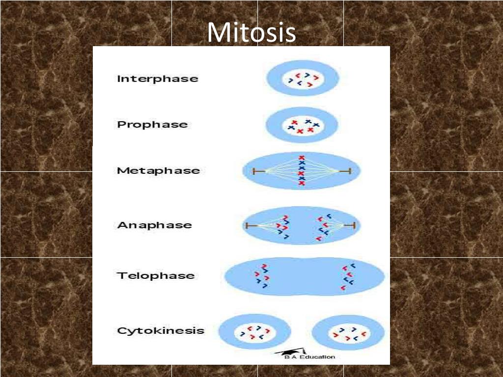 PPT - Mitosis, Meiosis and Reproduction PowerPoint Presentation, free ...