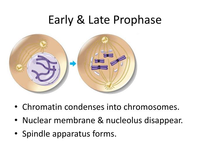Prophase Mitosis