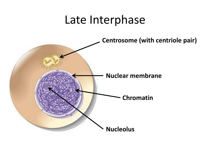 PPT - Stages of Mitosis PowerPoint Presentation - ID:1881326