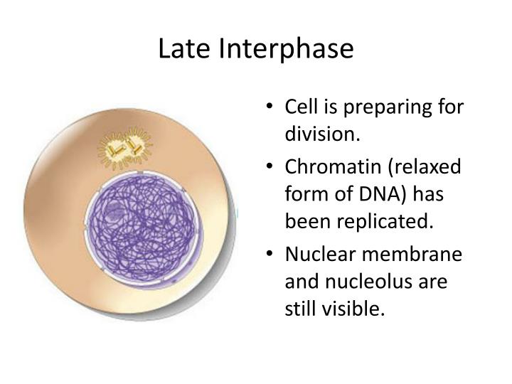 PPT - Stages of Mitosis PowerPoint Presentation - ID:1881326