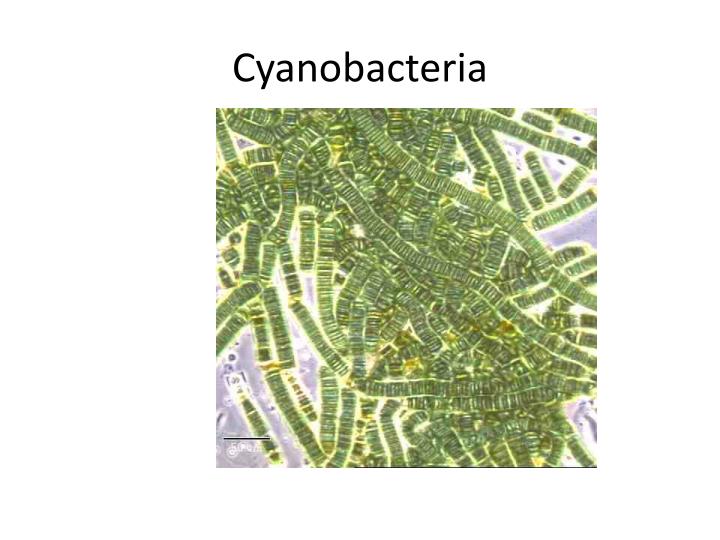 PPT - Classification – Chapter 18 PowerPoint Presentation - ID:1881464